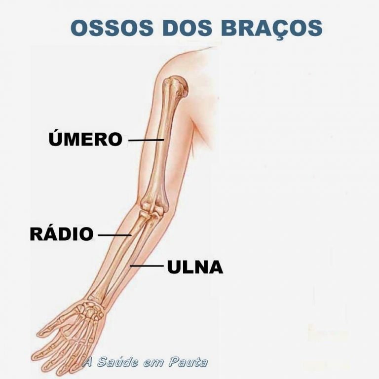 Ossos do Braço - Anatomia do corpo Humano - Resumos Só Escola