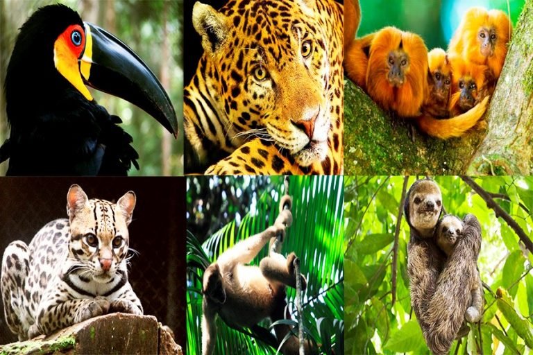 Fauna e Flora: Afinal, o que é fauna e flora? - Resumos Só Escola